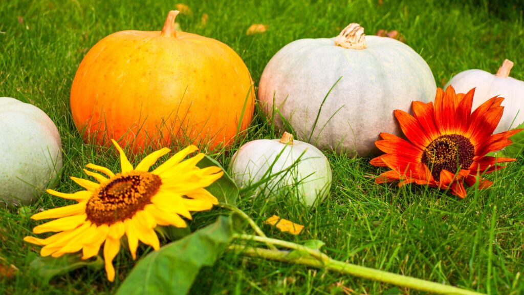 Sweet Flowers Images For Free - Wishes.Photos