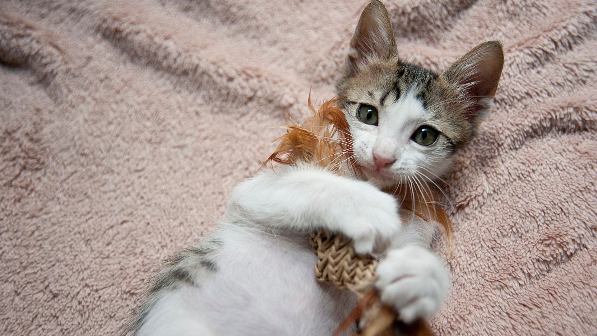 65+ Cute Cat Wallpaper For PC/Desktop - 2025