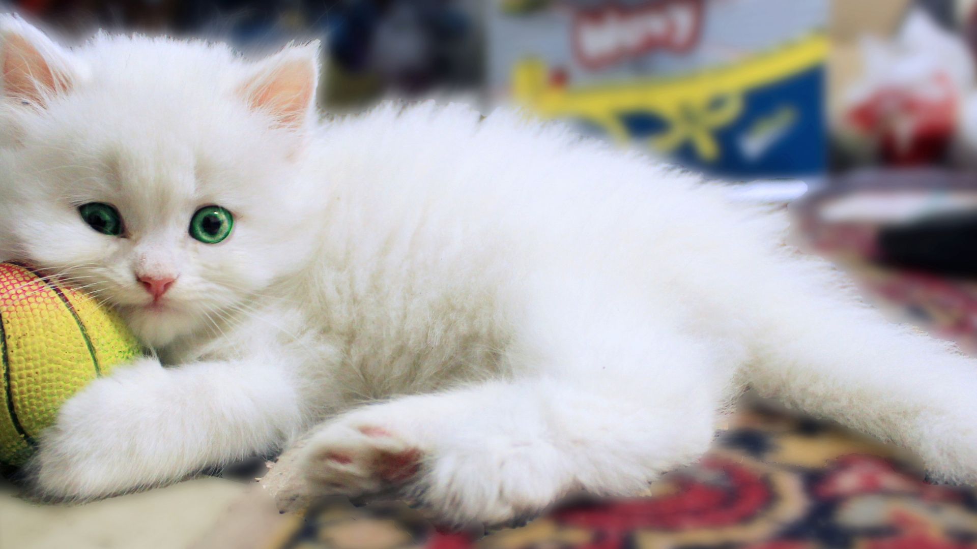 65+ Cute Cat Wallpaper For PC/Desktop - 2026