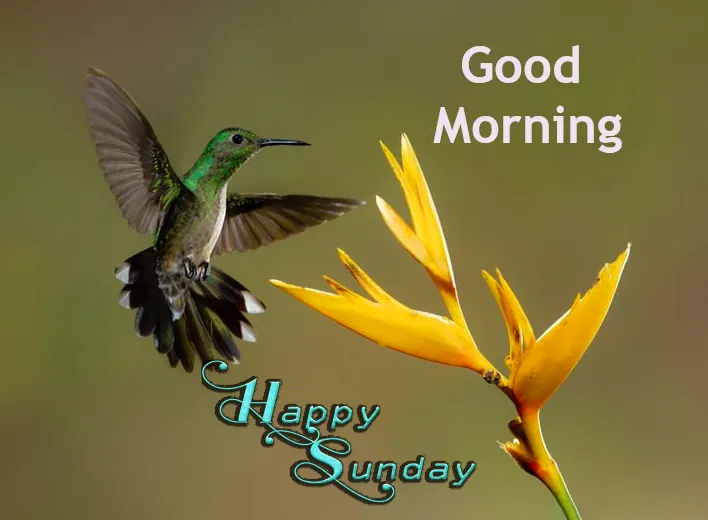 Happy Sunday Images [60+ Best Images To Free Download] - 2025